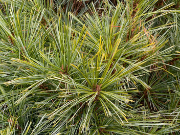 Buy Pinus strobus 'Biltmore Blue' Dwarf White Pine — Mr Maple │ Buy ...
