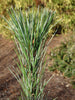 Buy Pinus strobus 'Blue Clovers' Eastern White Pine — Mr Maple │ Buy ...