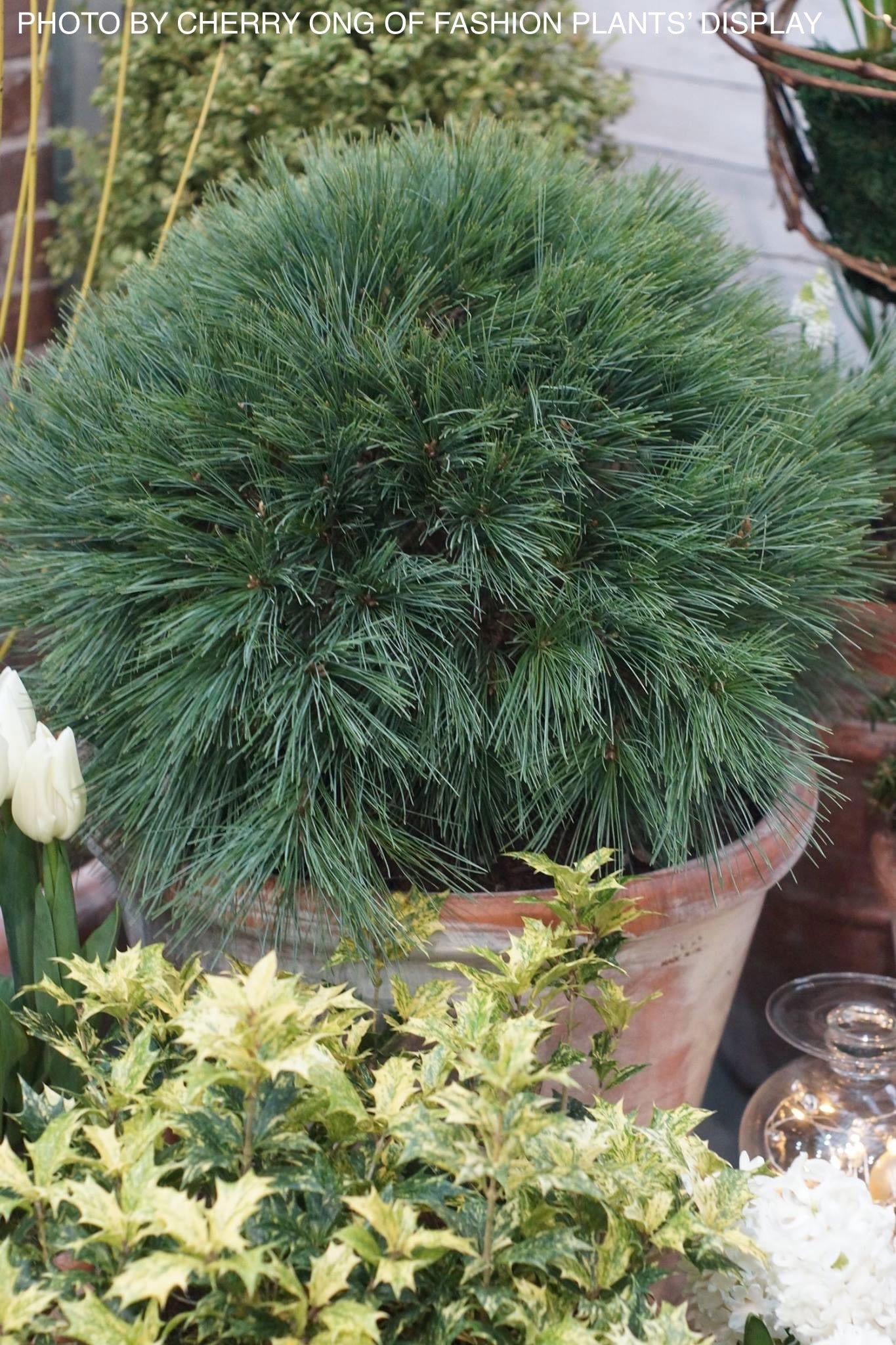 Buy Pinus strobus 'Blue Shag' Dwarf White Pine Tree — Mr Maple │ Buy ...