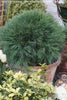 Buy Pinus strobus 'Blue Shag' Dwarf White Pine Tree — Mr Maple │ Buy ...