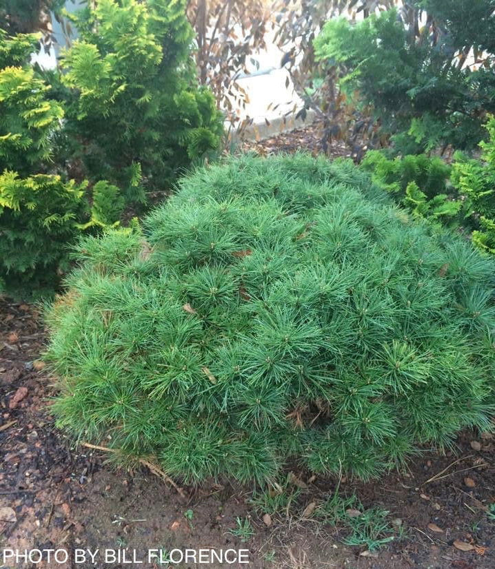 Buy Pinus strobus 'Blue Shag' Dwarf White Pine Tree — Mr Maple │ Buy ...