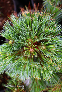 Buy Pinus strobus 'Blue Shag' Dwarf White Pine Tree — Mr Maple │ Buy ...