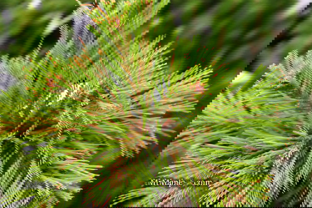 Buy Pinus strobus 'Blue Shag' Dwarf White Pine Tree — Mr Maple │ Buy ...