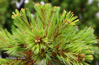 Buy Pinus strobus 'Blue Shag' Dwarf White Pine Tree — Mr Maple │ Buy ...