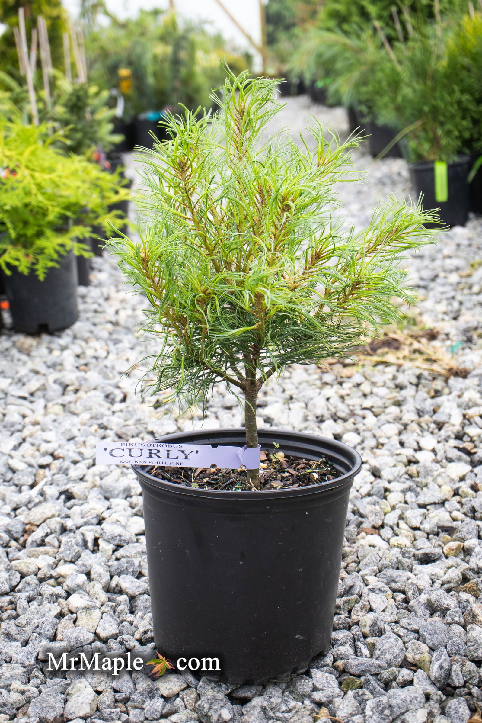 Buy Pinus strobus 'Curly Globe' Dwarf White Pine — Mr Maple │ Buy ...