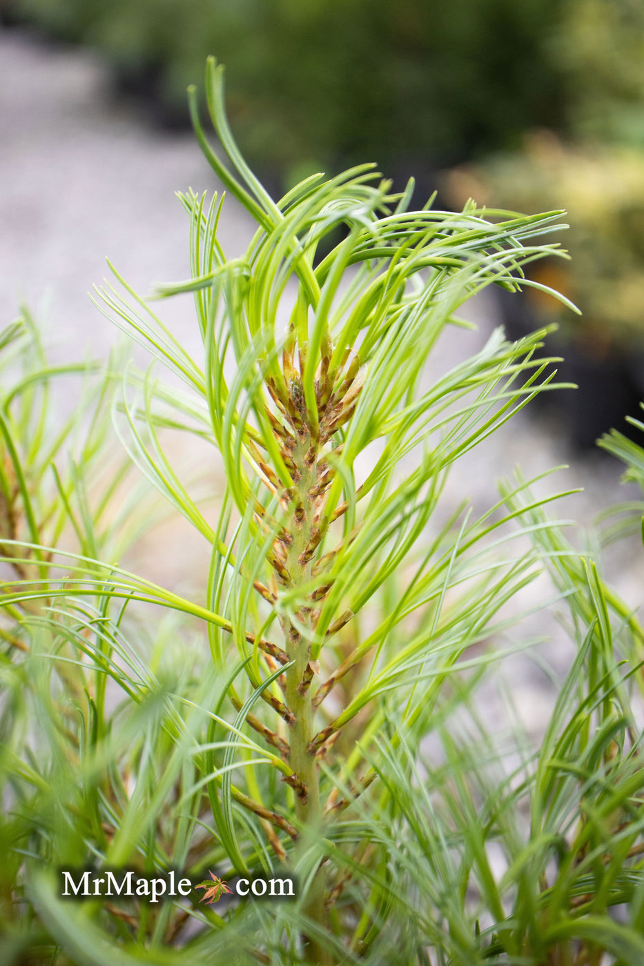 Buy Pinus strobus 'Curly Globe' Dwarf White Pine — Mr Maple │ Buy ...