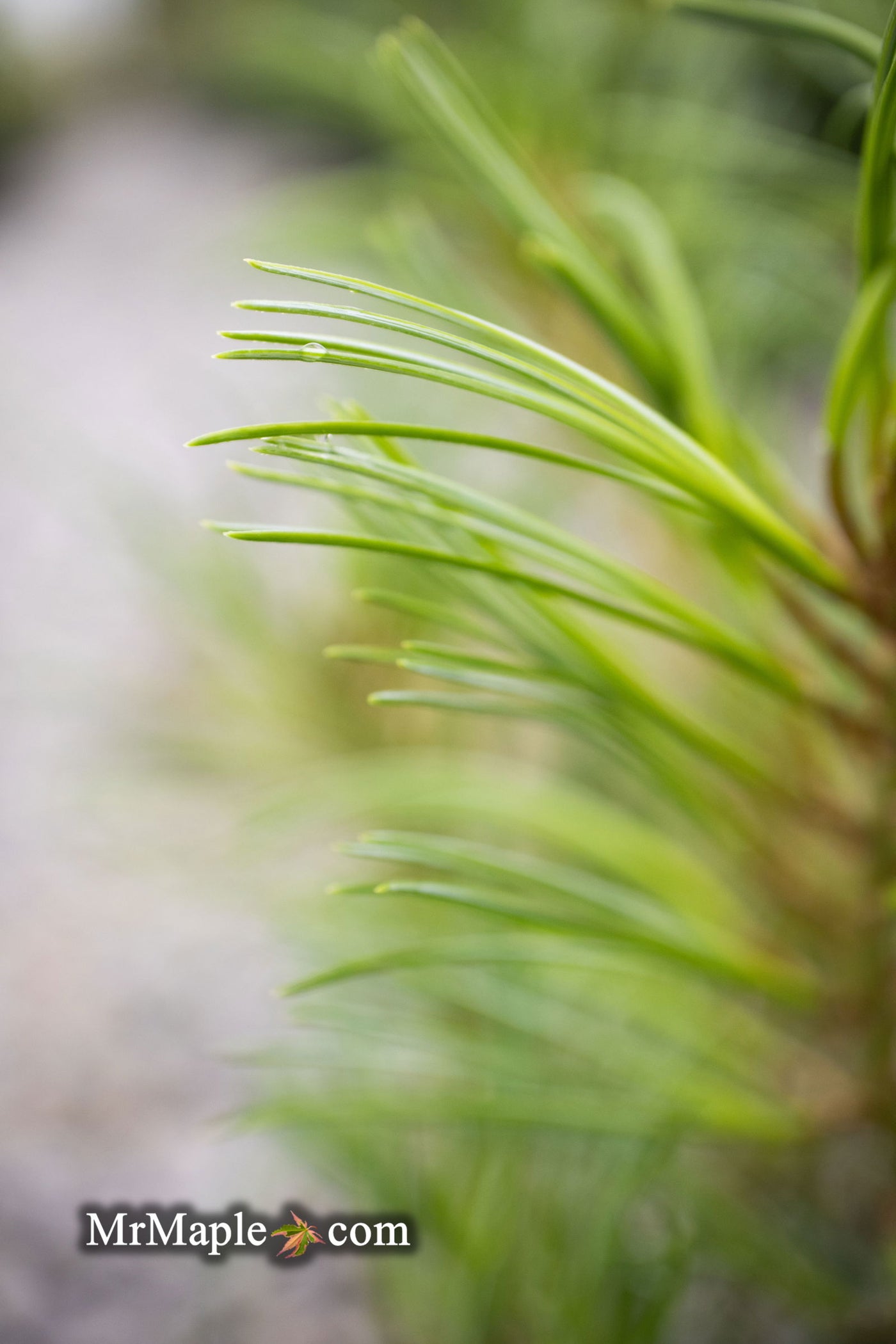 Buy Pinus strobus 'Curly Globe' Dwarf White Pine — Mr Maple │ Buy ...