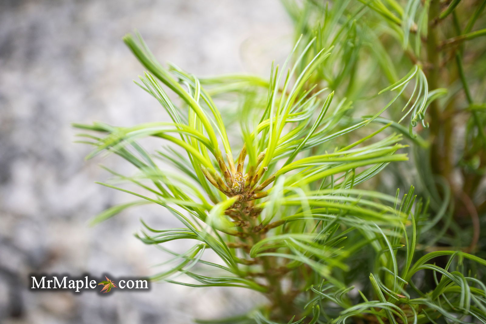 Buy Pinus strobus 'Curly Globe' Dwarf White Pine — Mr Maple │ Buy ...