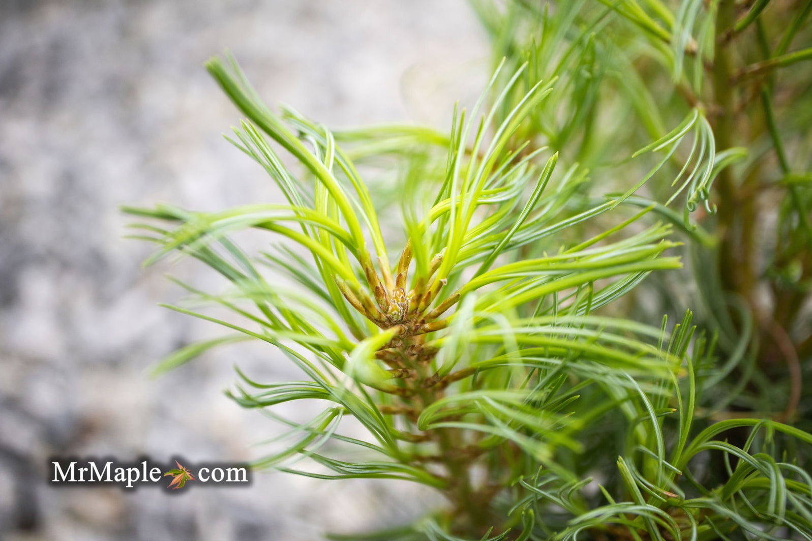 Buy Pinus strobus 'Curly Globe' Dwarf White Pine — Mr Maple │ Buy ...