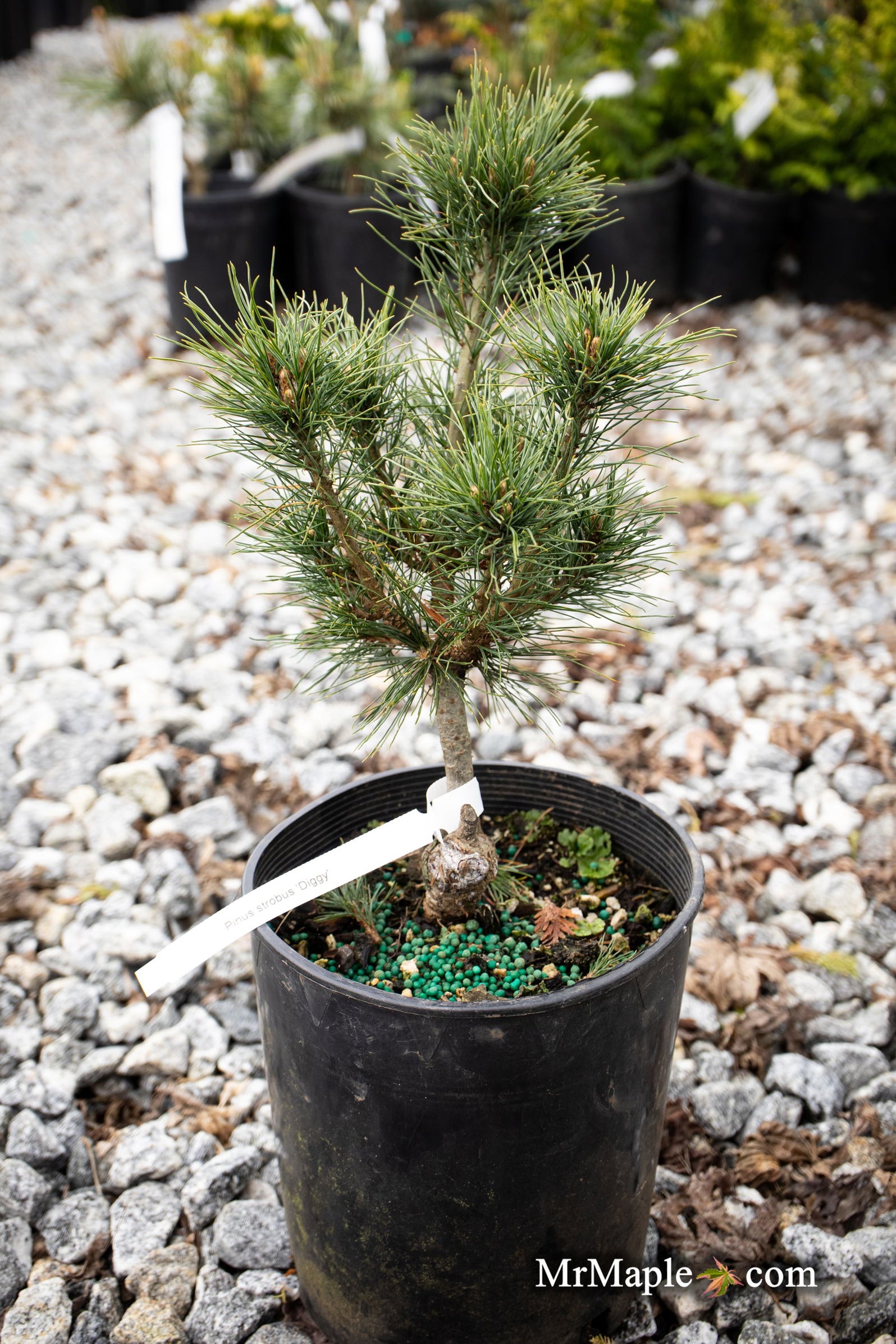 Buy Pinus strobus 'Diggy' Dwarf White Pine Tree — Mr Maple │ Buy ...