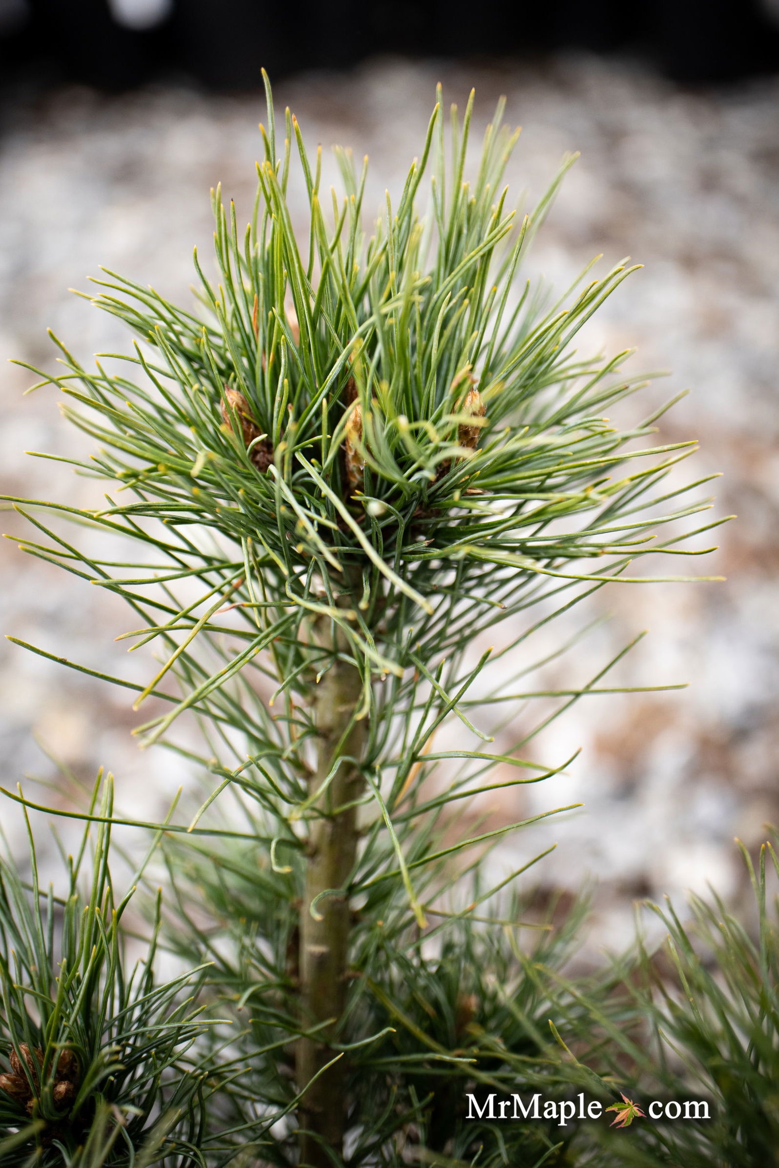 Buy Pinus strobus 'Diggy' Dwarf White Pine Tree — Mr Maple │ Buy ...