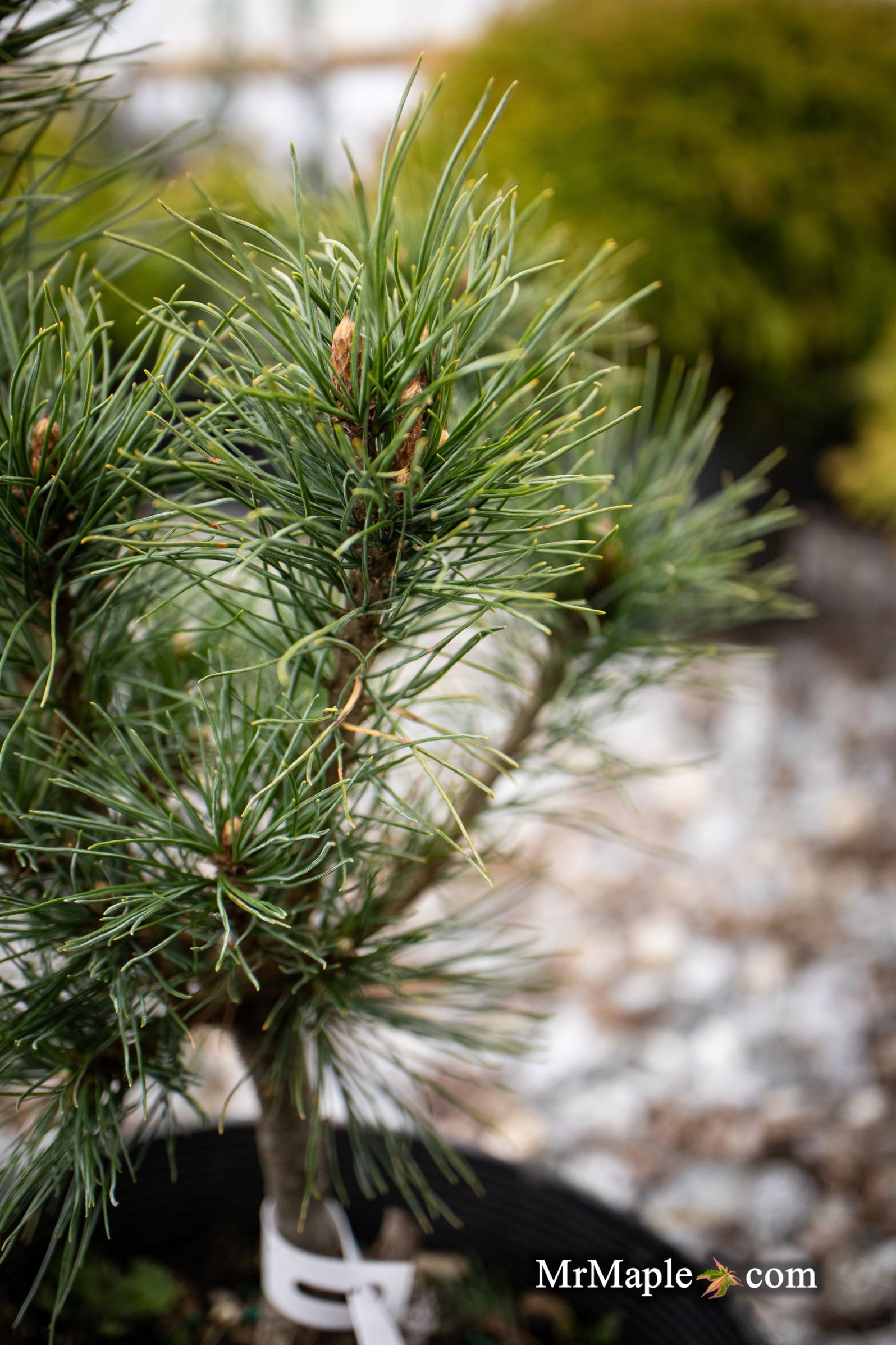 Buy Pinus strobus 'Diggy' Dwarf White Pine Tree — Mr Maple │ Buy ...