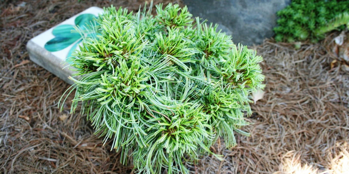Buy Pinus strobus 'Mini Twists' Dwarf White Pine — Mr Maple │ Buy ...
