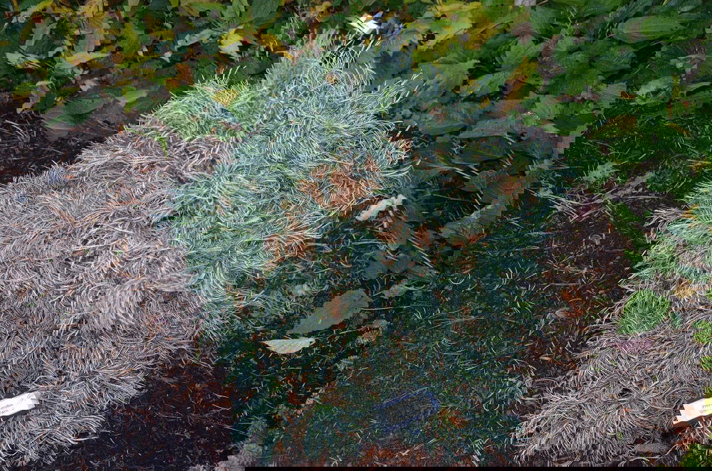 Buy Pinus strobus 'Mini Twists' Dwarf White Pine — Mr Maple │ Buy ...