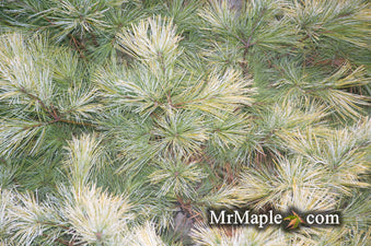 Buy Pinus strobus 'Louie' Rare Golden Yellow Variegated White Pine Tree ...