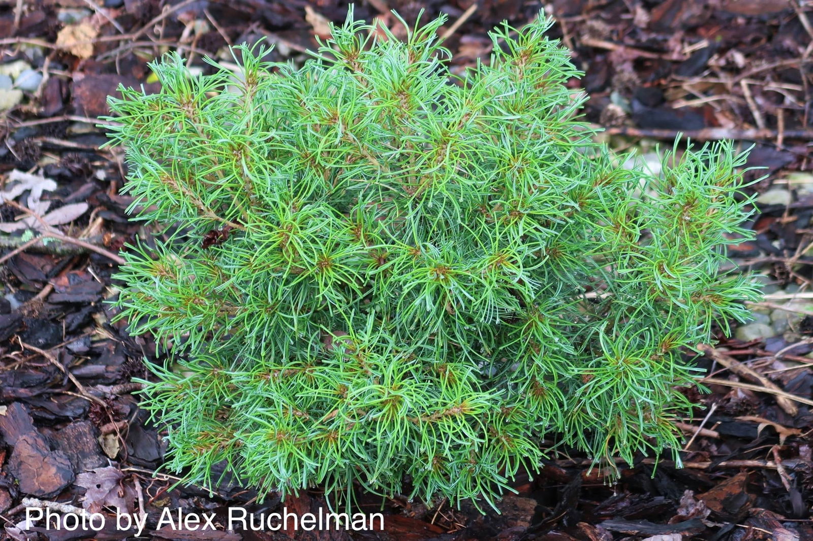Buy Pinus strobus 'Mini Twists' Dwarf White Pine — Mr Maple │ Buy ...