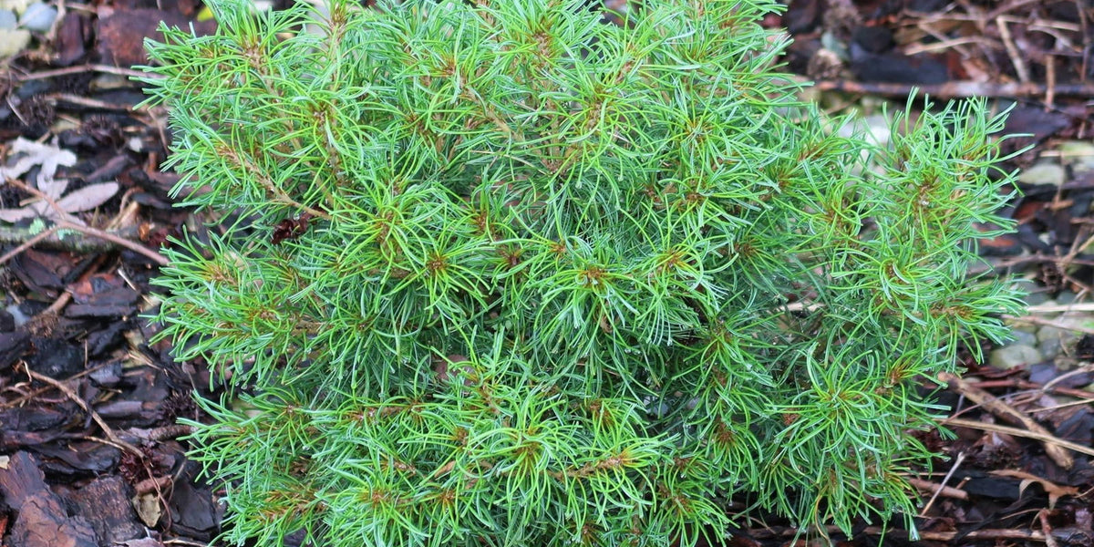 Buy Pinus strobus 'Mini Twists' Dwarf White Pine — Mr Maple │ Buy ...