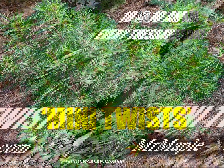 Buy Pinus strobus 'Mini Twists' Dwarf White Pine — Mr Maple │ Buy ...