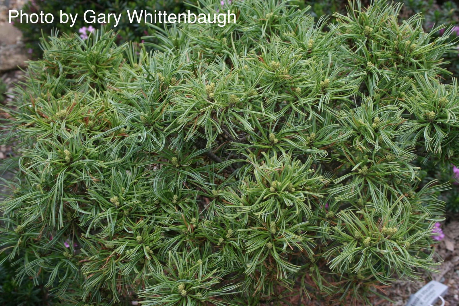 Buy Pinus strobus 'Mini Twists' Dwarf White Pine — Mr Maple │ Buy ...