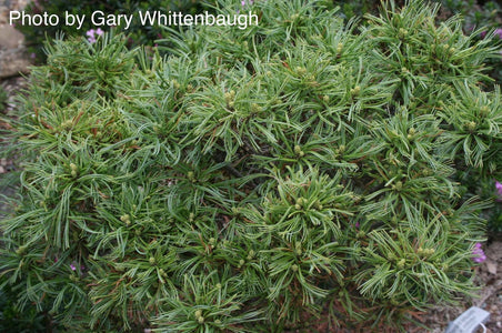 Buy Pinus strobus 'Mini Twists' Dwarf White Pine — Mr Maple │ Buy ...