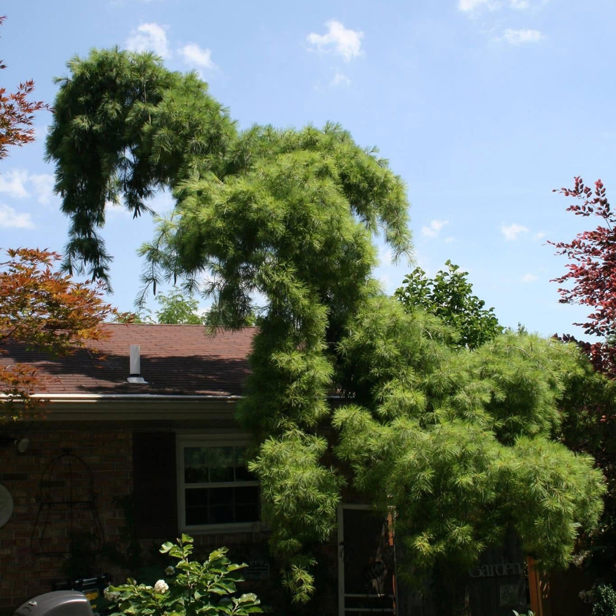 pinus strobus pendula