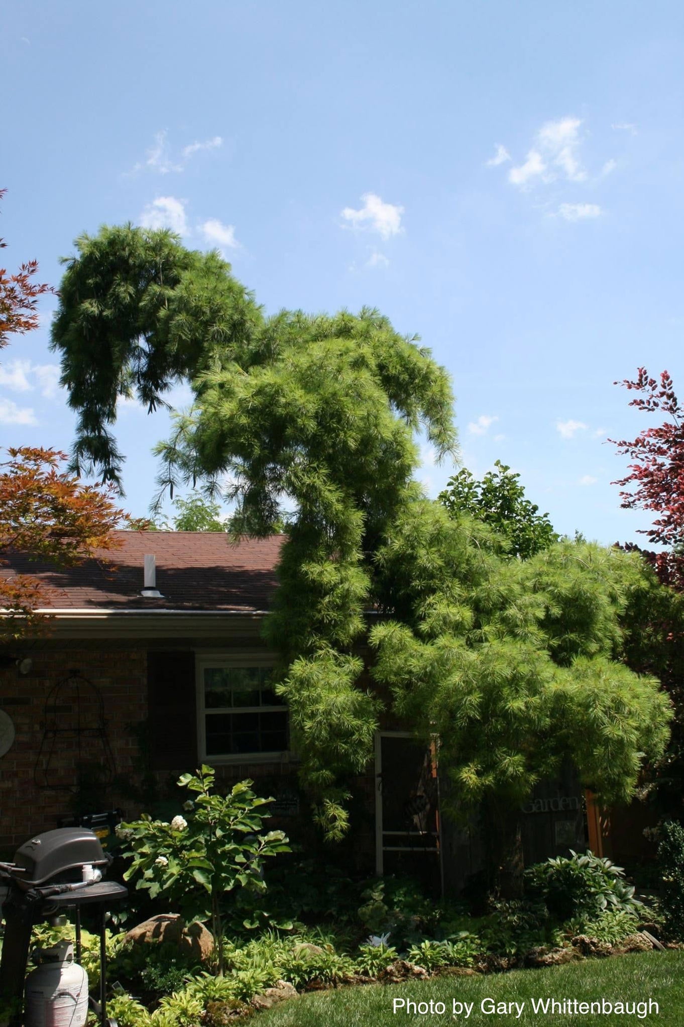 Buy Pinus strobus 'Pendula' Weeping White Pine — Mr Maple │ Buy ...