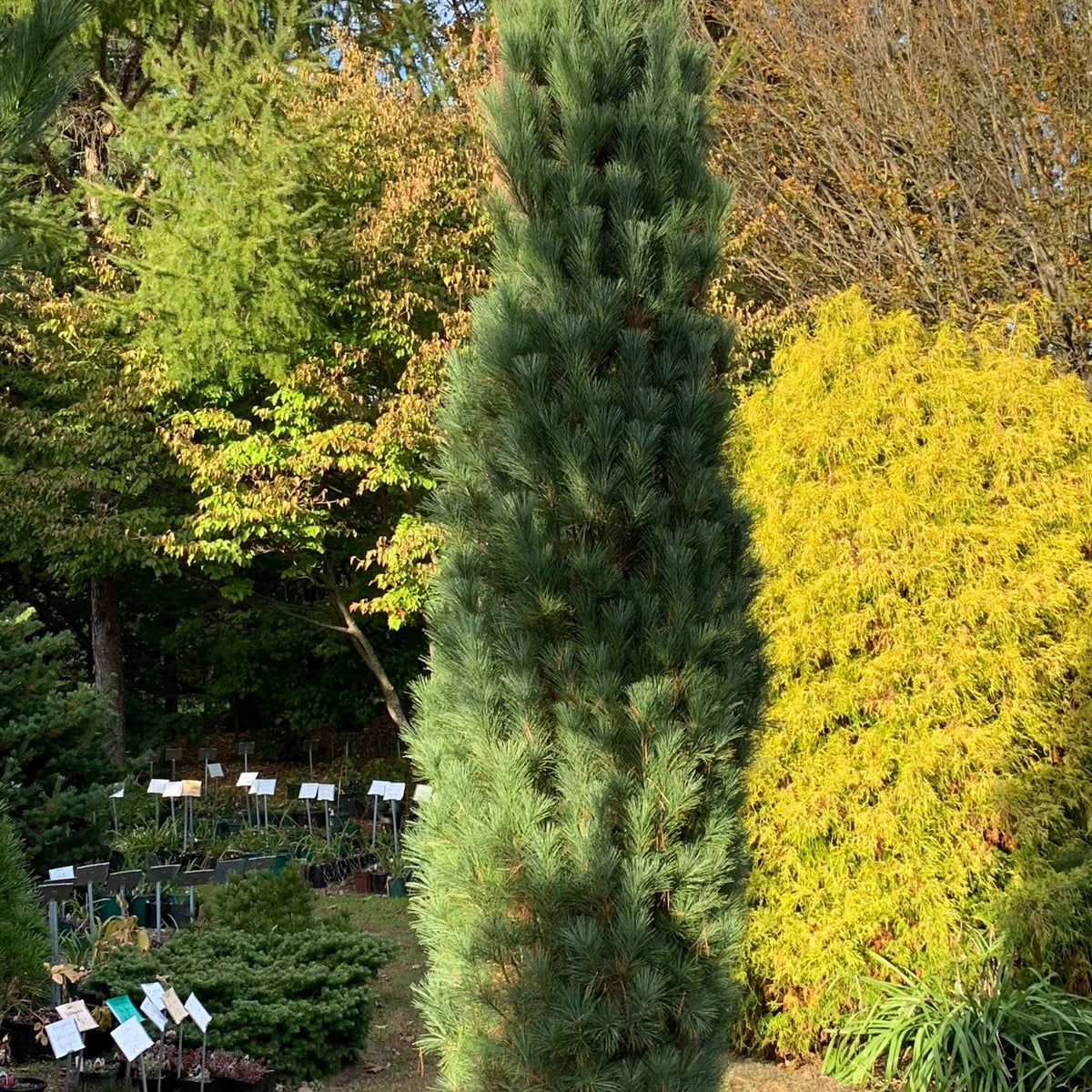 Buy Pinus strobus 'Stowe Pillar' Columnar White Pine Tree — Mr Maple ...