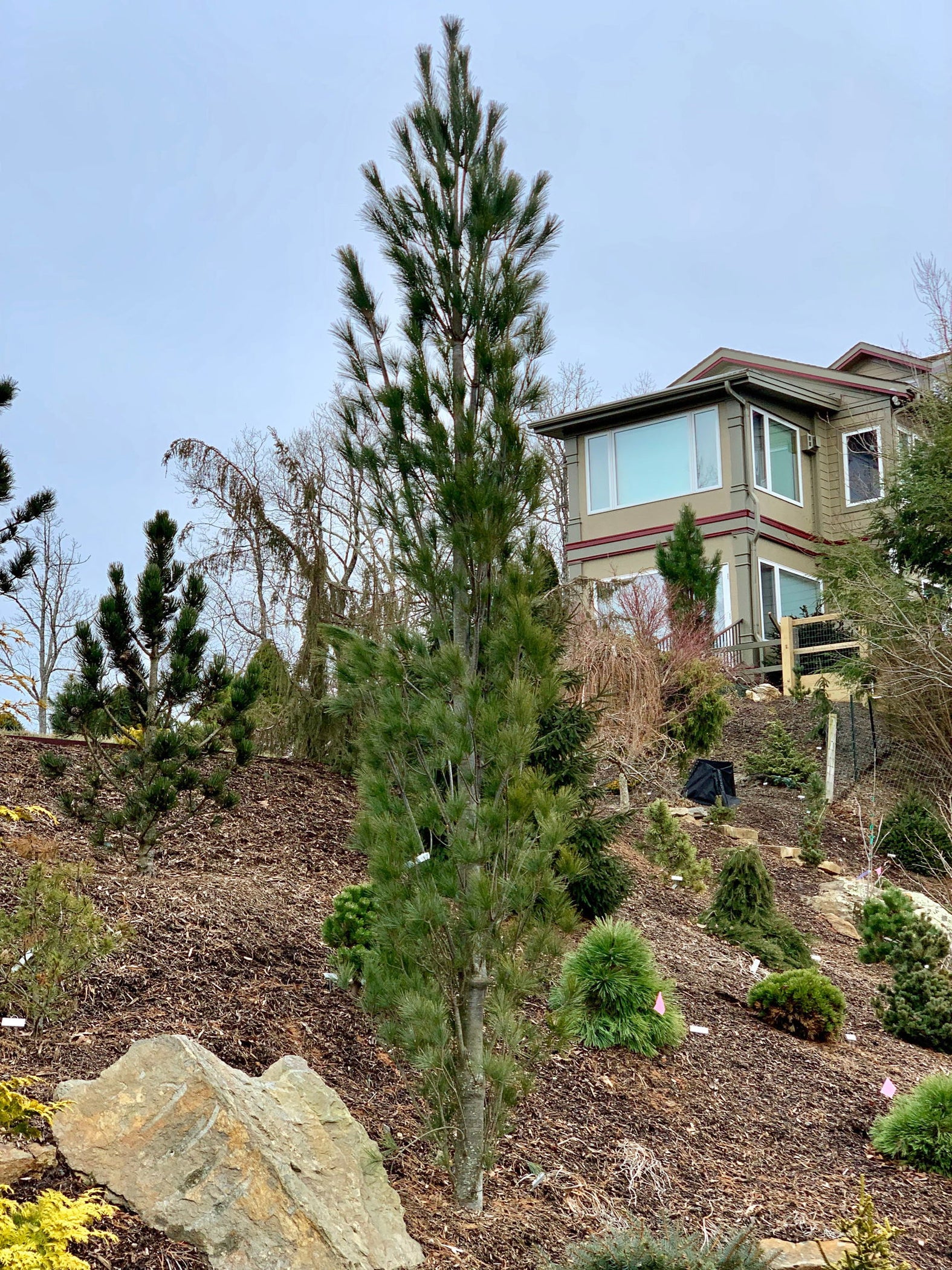 Buy Pinus strobus 'Stowe Pillar' Columnar White Pine Tree — Mr Maple ...