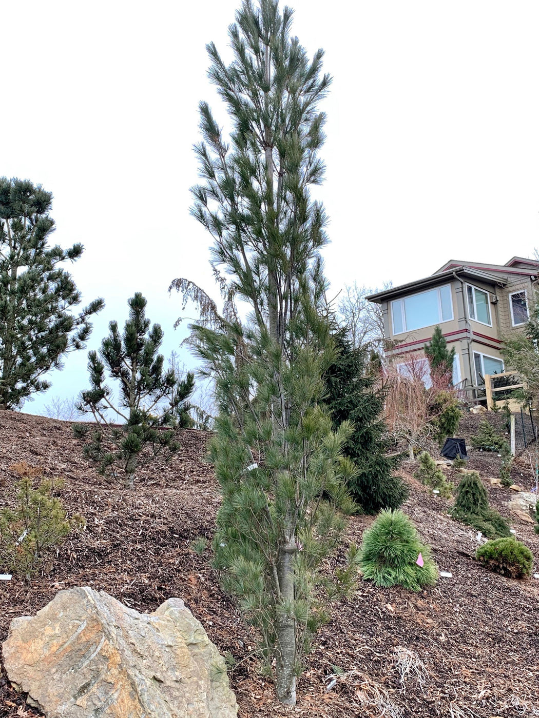 Buy Pinus strobus 'Stowe Pillar' Columnar White Pine Tree — Mr Maple ...