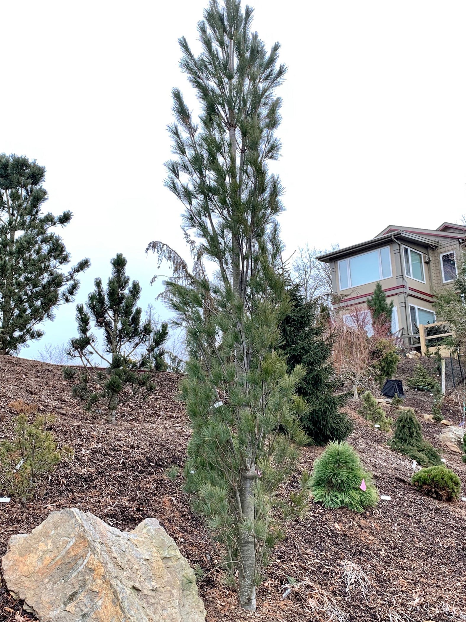 Buy Pinus strobus 'Stowe Pillar' Columnar White Pine Tree — Mr Maple ...