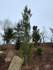 Buy Pinus strobus 'Stowe Pillar' Columnar White Pine Tree — Mr Maple ...