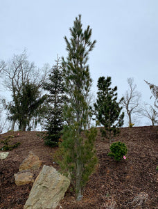 Buy Pinus strobus 'Stowe Pillar' Columnar White Pine Tree — Mr Maple ...