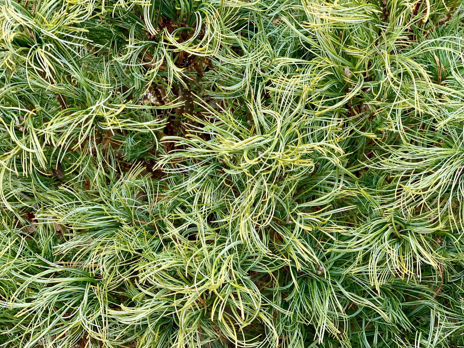 Buy Pinus strobus 'Tiny Kurls' Dwarf White Pine — Mr Maple │ Buy ...