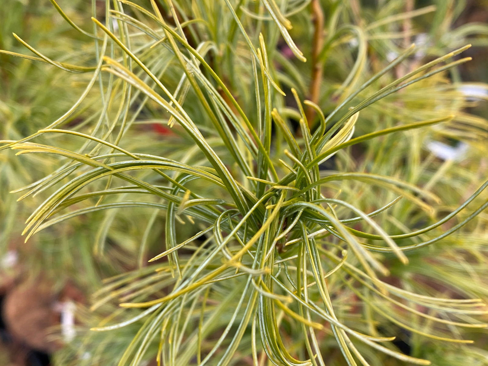 Buy Pinus strobus 'Torulosa' Curly White Pine — Mr Maple │ Buy Japanese ...