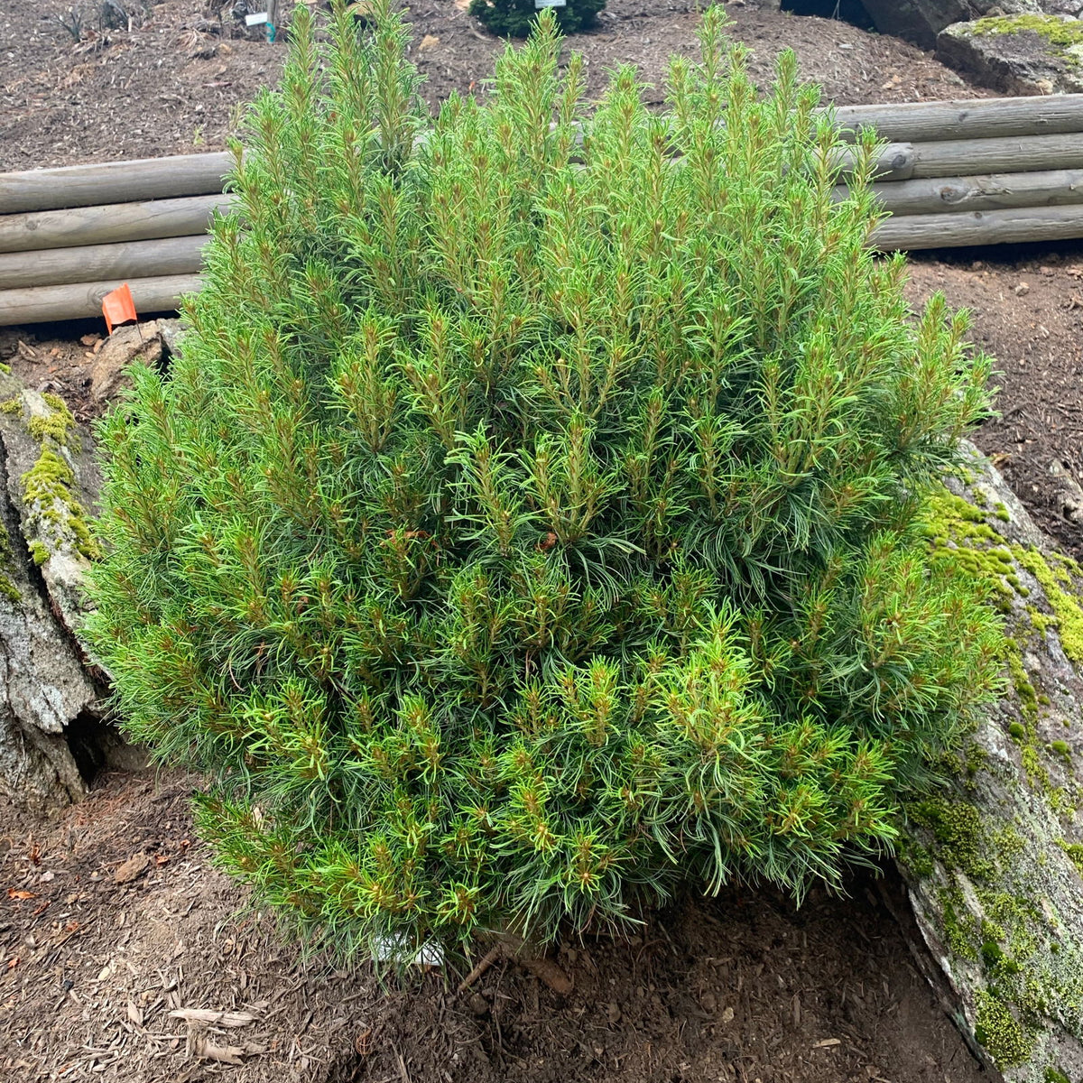 Buy Pinus strobus 'Vercurve' Curly White Pine — Mr Maple │ Buy Japanese ...