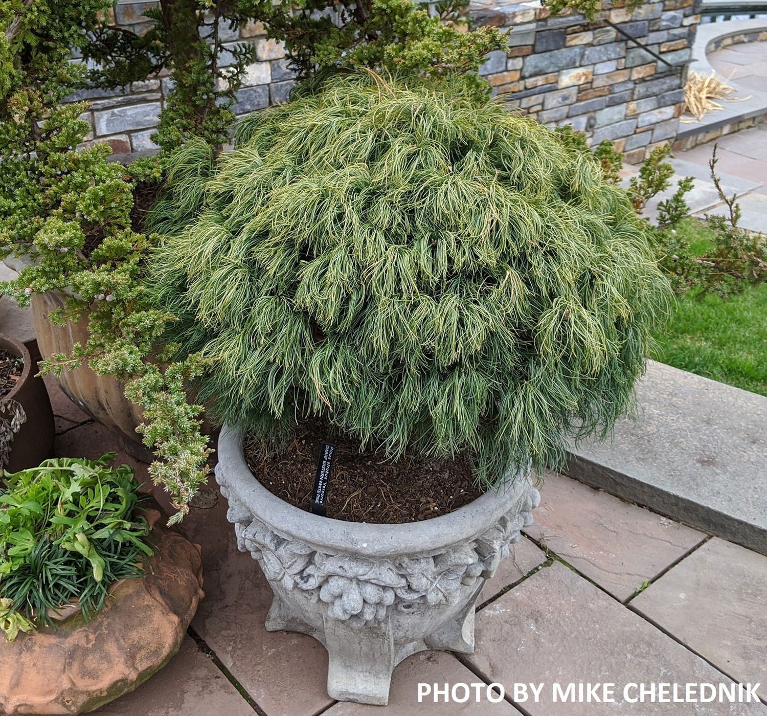 Buy Pinus strobus 'Vercurve' Curly White Pine — Mr Maple │ Buy Japanese ...