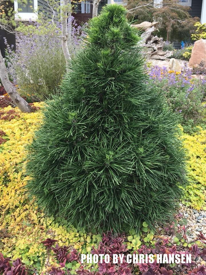 Buy Pinus sylvestris 'Green Penguin' Dwarf Scots Pine — Mr Maple │ Buy ...