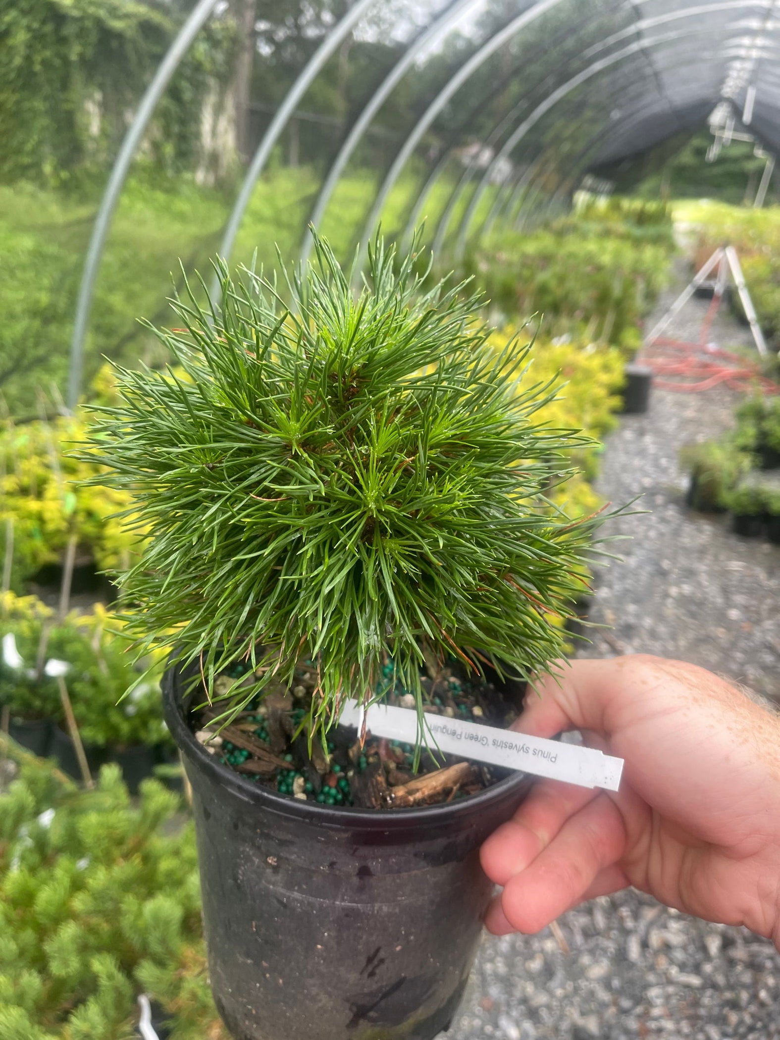 Buy Pinus sylvestris 'Green Penguin' Dwarf Scots Pine — Mr Maple │ Buy ...