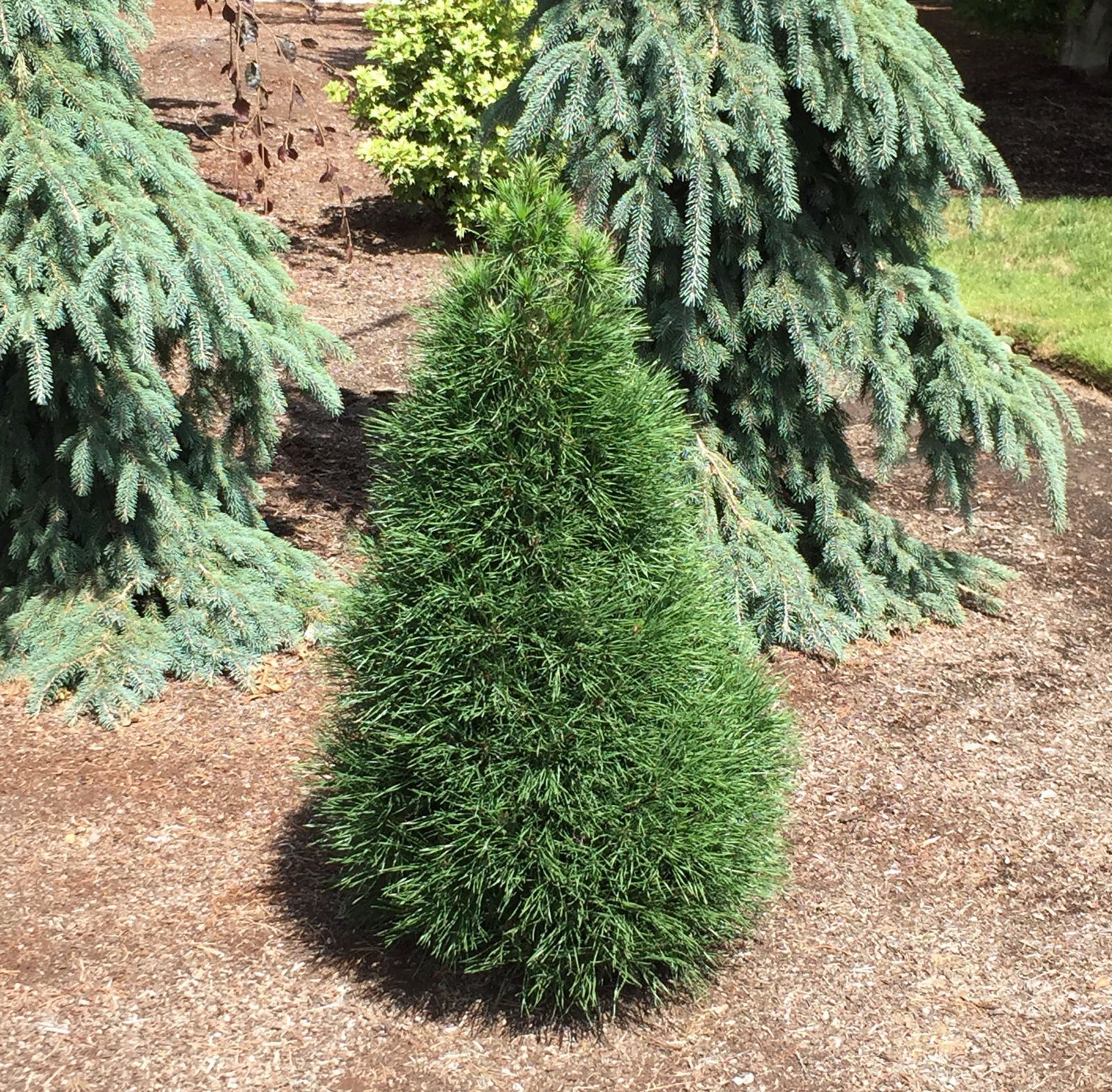 Buy Pinus sylvestris 'Green Penguin' Dwarf Scots Pine — Mr Maple │ Buy ...