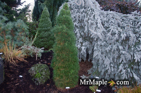 Buy Pinus sylvestris 'Green Penguin' Dwarf Scots Pine — Mr Maple │ Buy ...