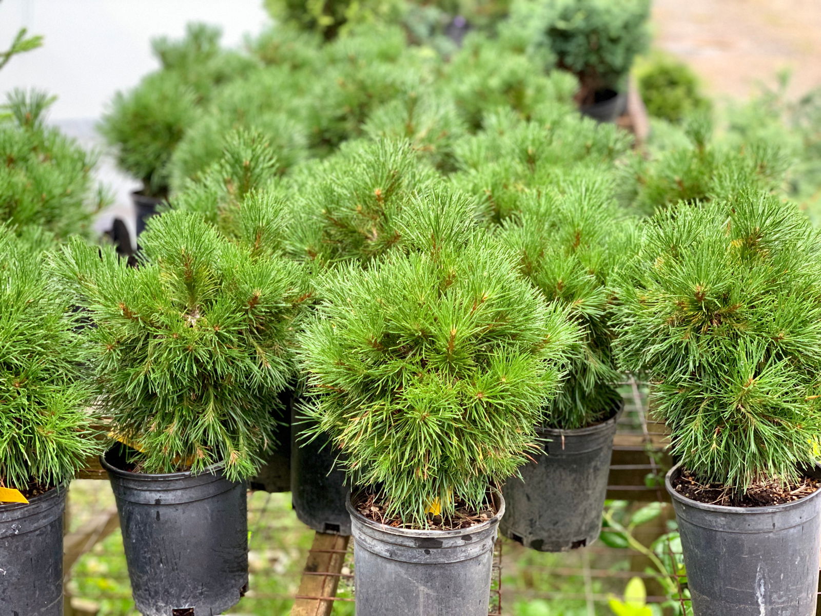 Buy Pinus sylvestris 'Green Penguin' Dwarf Scots Pine — Mr Maple │ Buy ...