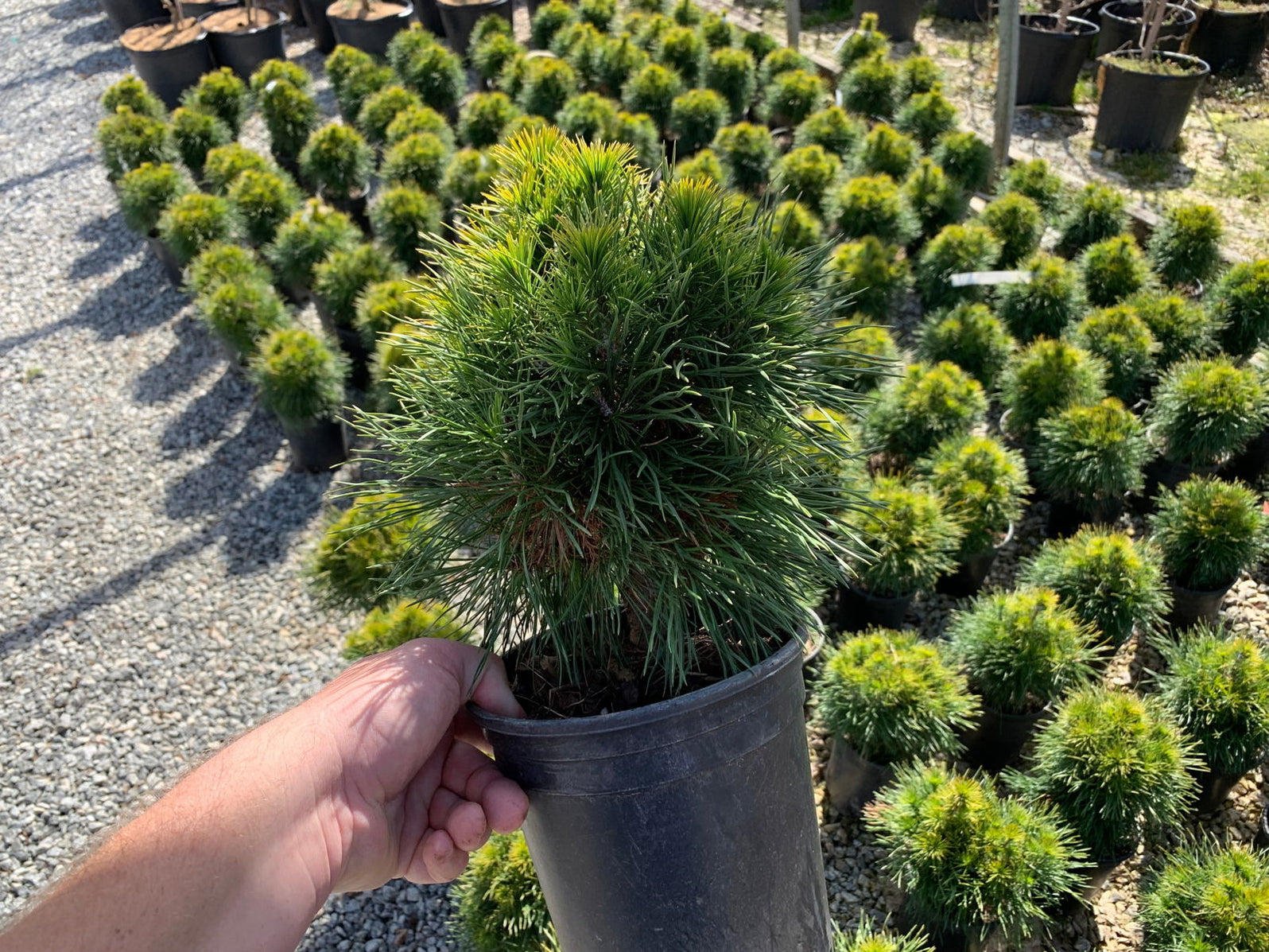 Buy Pinus sylvestris 'Green Penguin' Dwarf Scots Pine — Mr Maple │ Buy ...