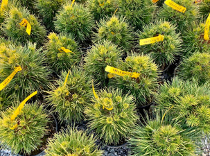 Buy Pinus sylvestris 'Green Penguin' Dwarf Scots Pine — Mr Maple │ Buy ...