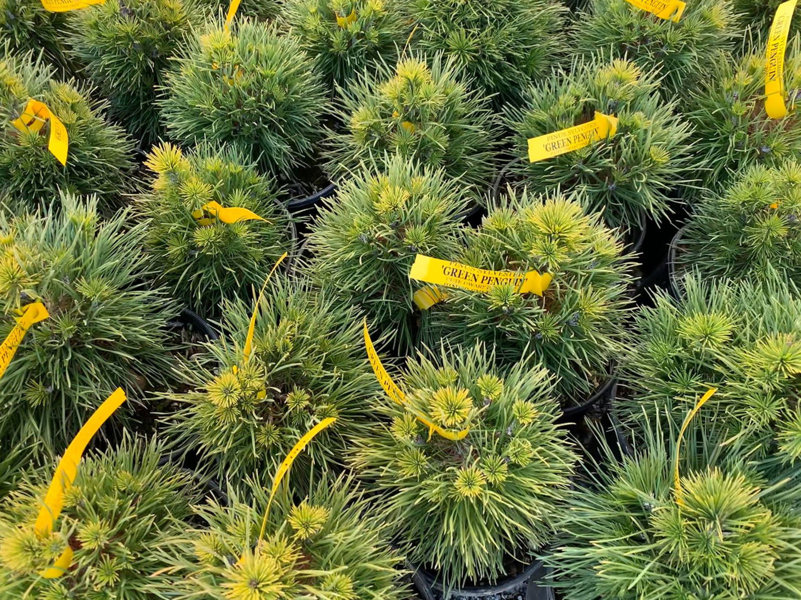 Buy Pinus sylvestris 'Green Penguin' Dwarf Scots Pine — Mr Maple │ Buy ...