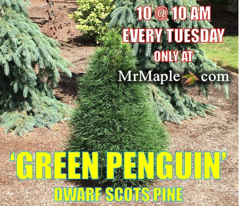 Buy Pinus sylvestris 'Green Penguin' Dwarf Scots Pine — Mr Maple │ Buy ...