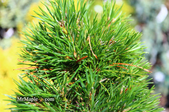 Buy Pinus sylvestris 'Green Penguin' Dwarf Scots Pine — Mr Maple │ Buy ...