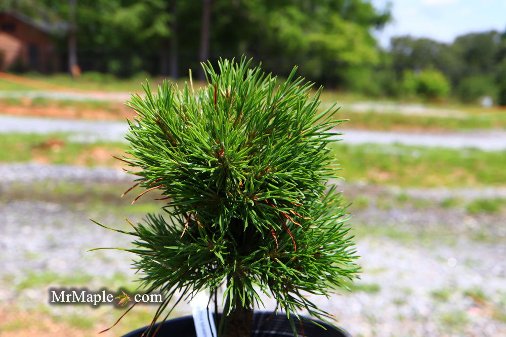 Buy Pinus sylvestris 'Green Penguin' Dwarf Scots Pine — Mr Maple │ Buy ...