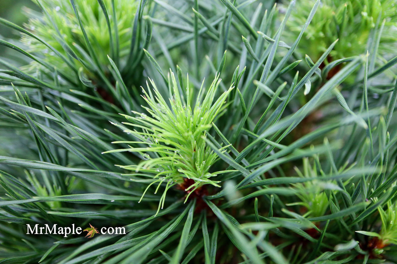 Buy Pinus sylvestris 'Green Penguin' Dwarf Scots Pine — Mr Maple │ Buy ...