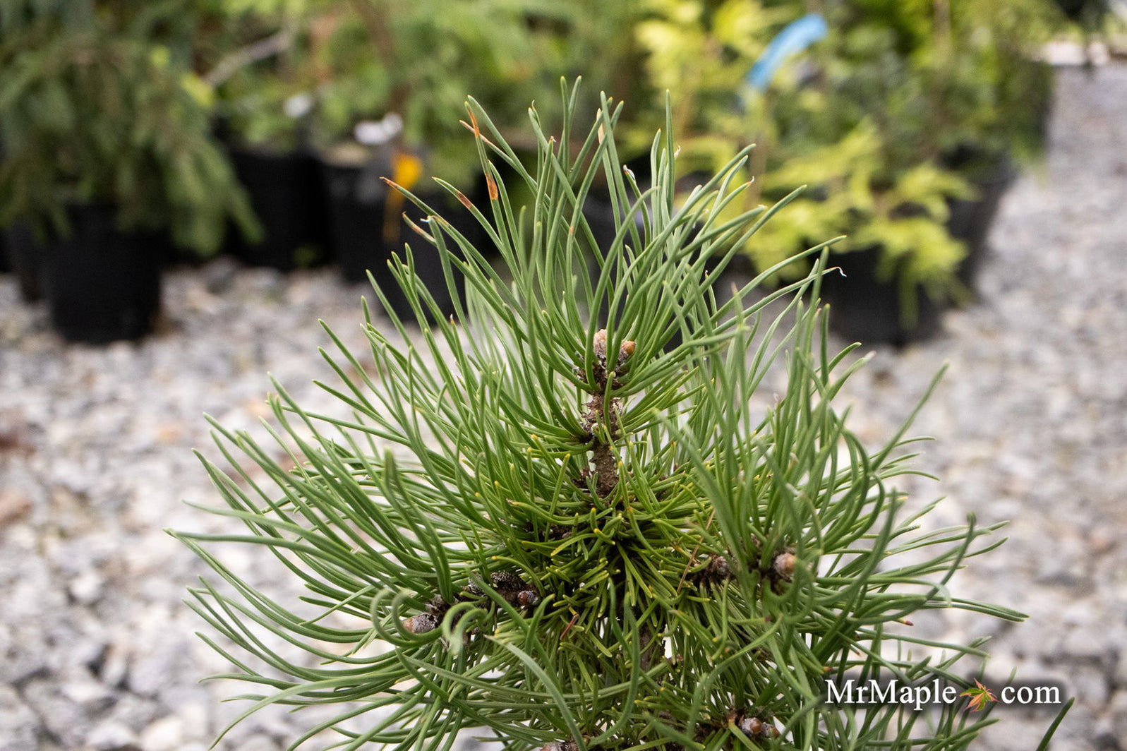 Buy Pinus sylvestris 'Little Brolly' Dwarf Scots Pine — Mr Maple │ Buy ...