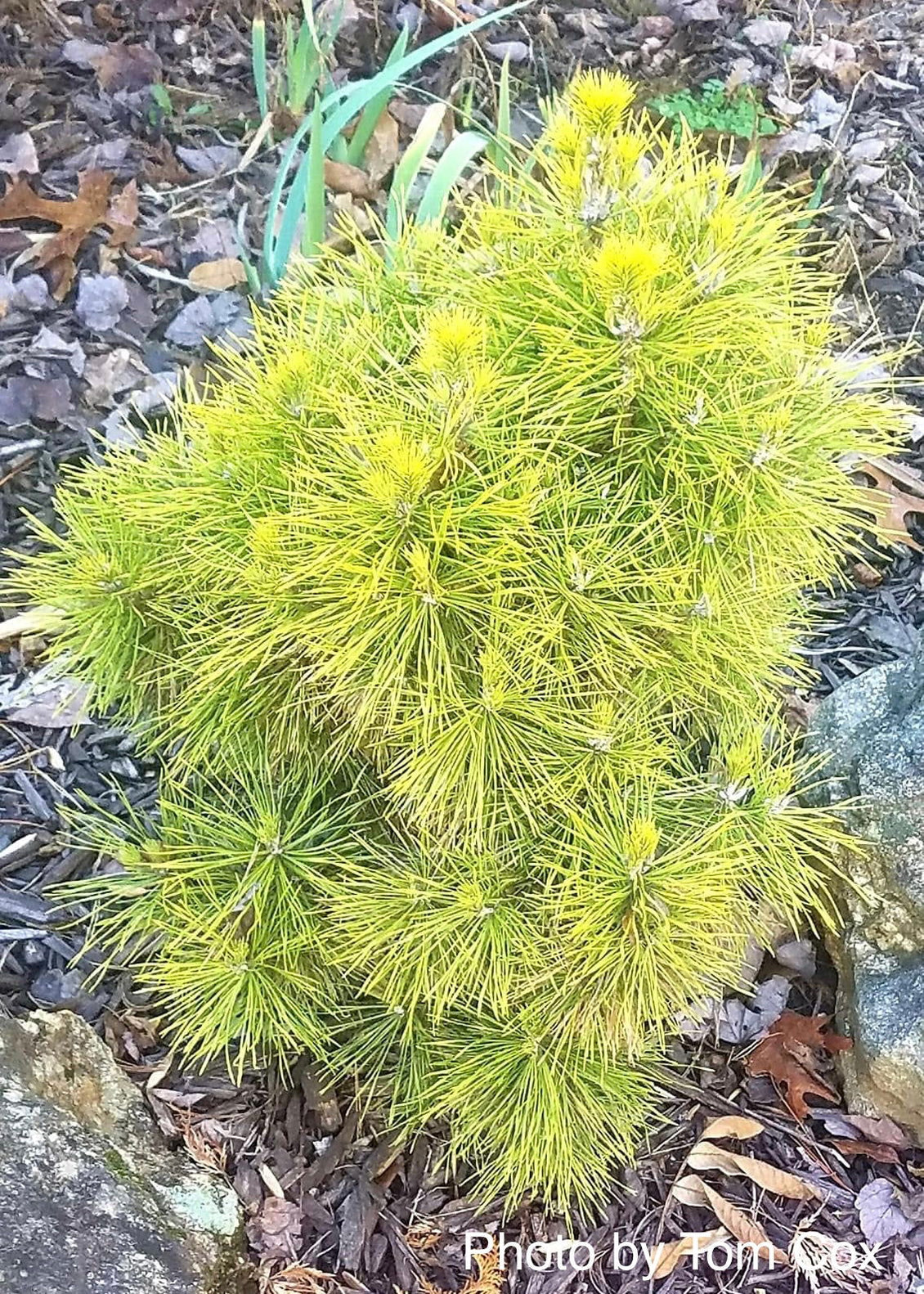 Buy Pinus sylvestris 'Moseri' Dwarf Yellow Scots Pine — Mr Maple │ Buy ...